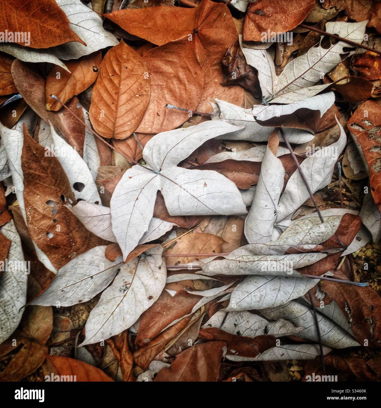Leaves from rainforest trees on the forest floor, Pulau Banding ...