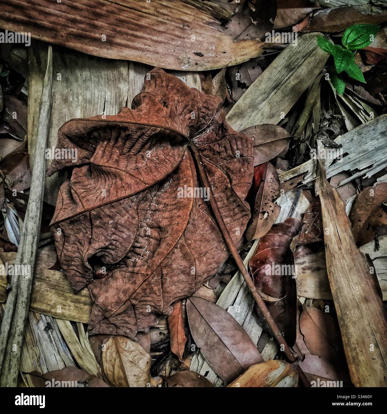 Leaves from rainforest trees and bamboo on the forest floor, Pulau ...