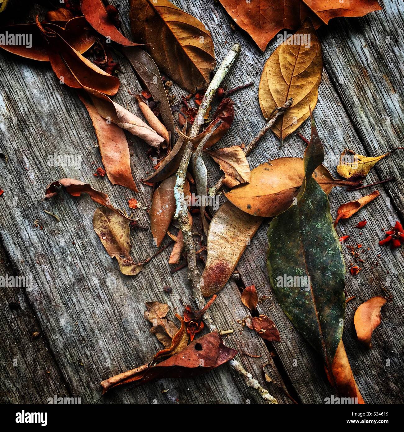 Fallen leaves and twigs from rainforest trees on a picnic table, Pulau ...