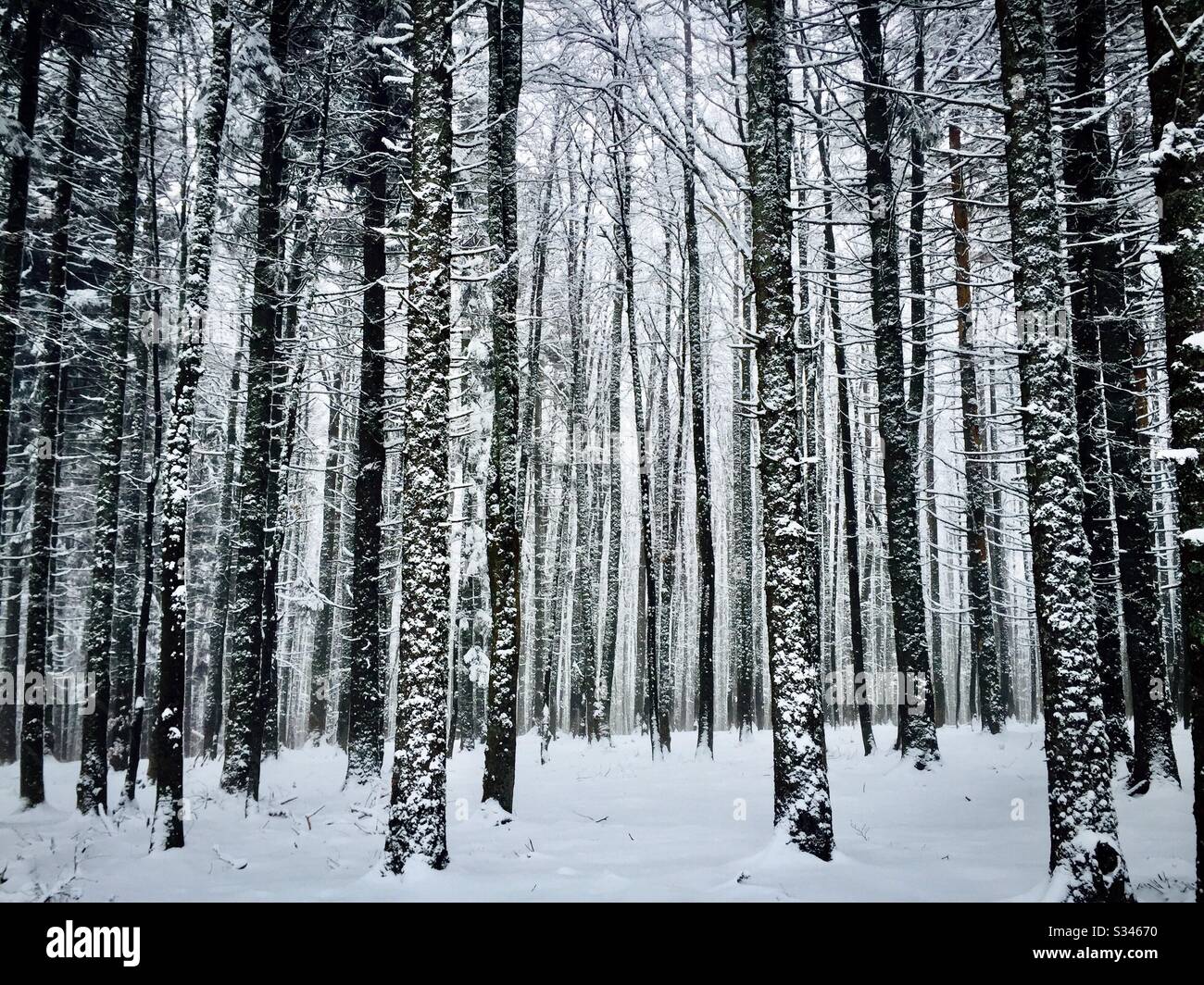 Tree trunks covered in snow Stock Photo - Alamy