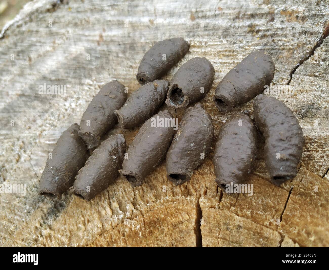 Wasp empty hi-res stock photography and images - Alamy