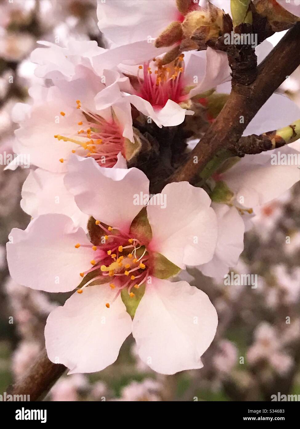 Almond tree hi-res stock photography and images - Alamy