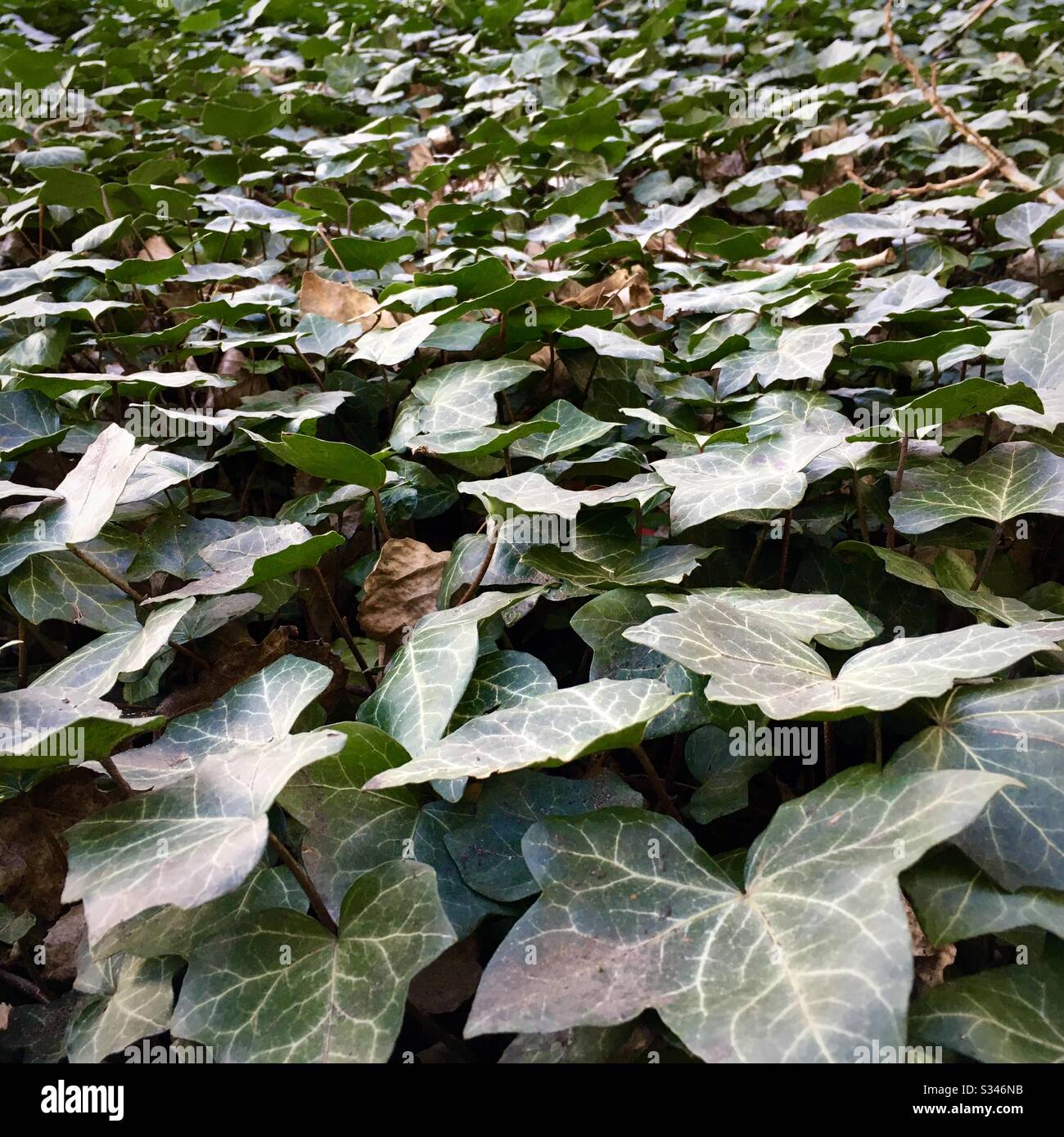 Ground cover plants hi-res stock photography and images - Alamy