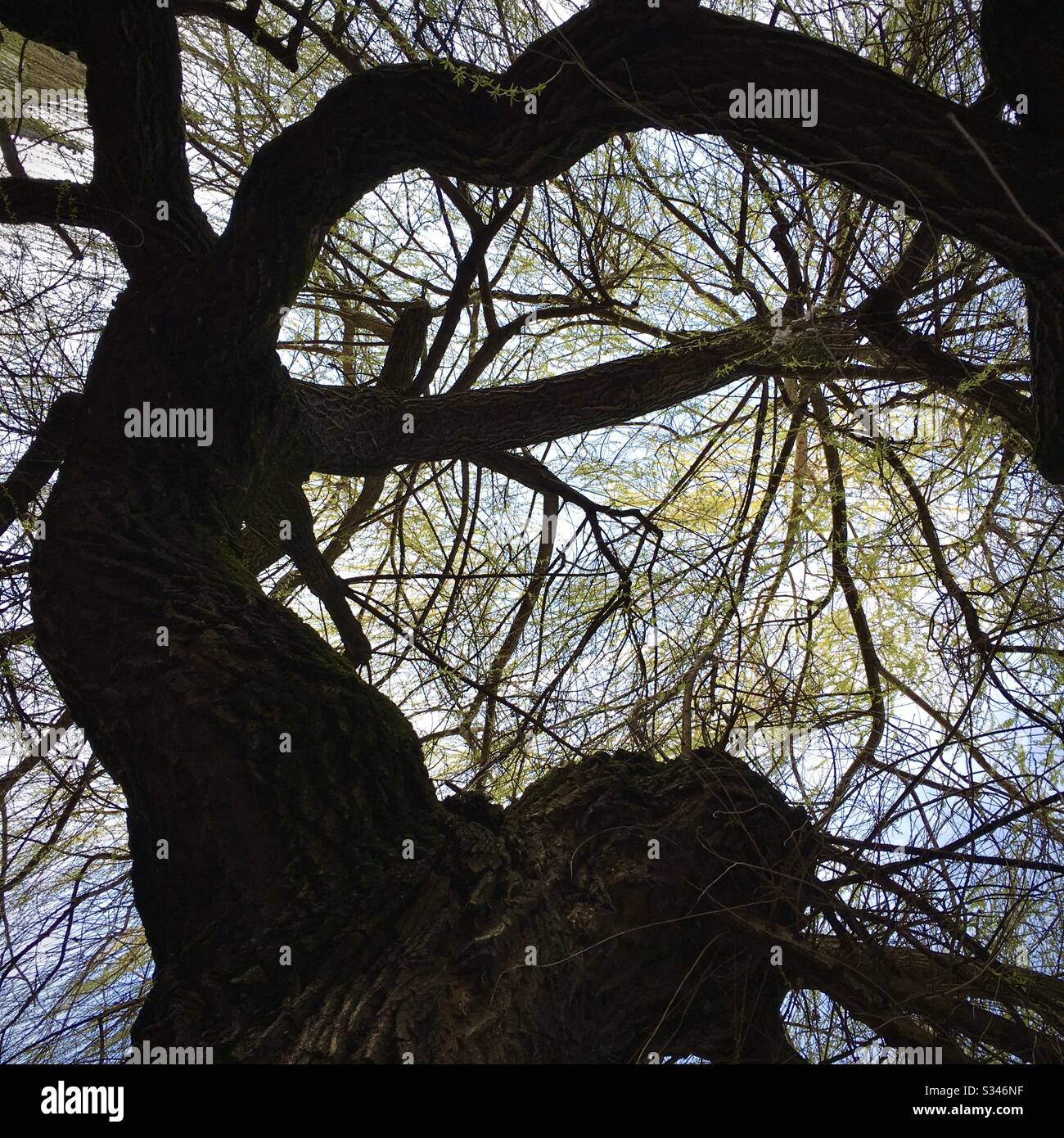 Winding tree branches hi-res stock photography and images - Alamy