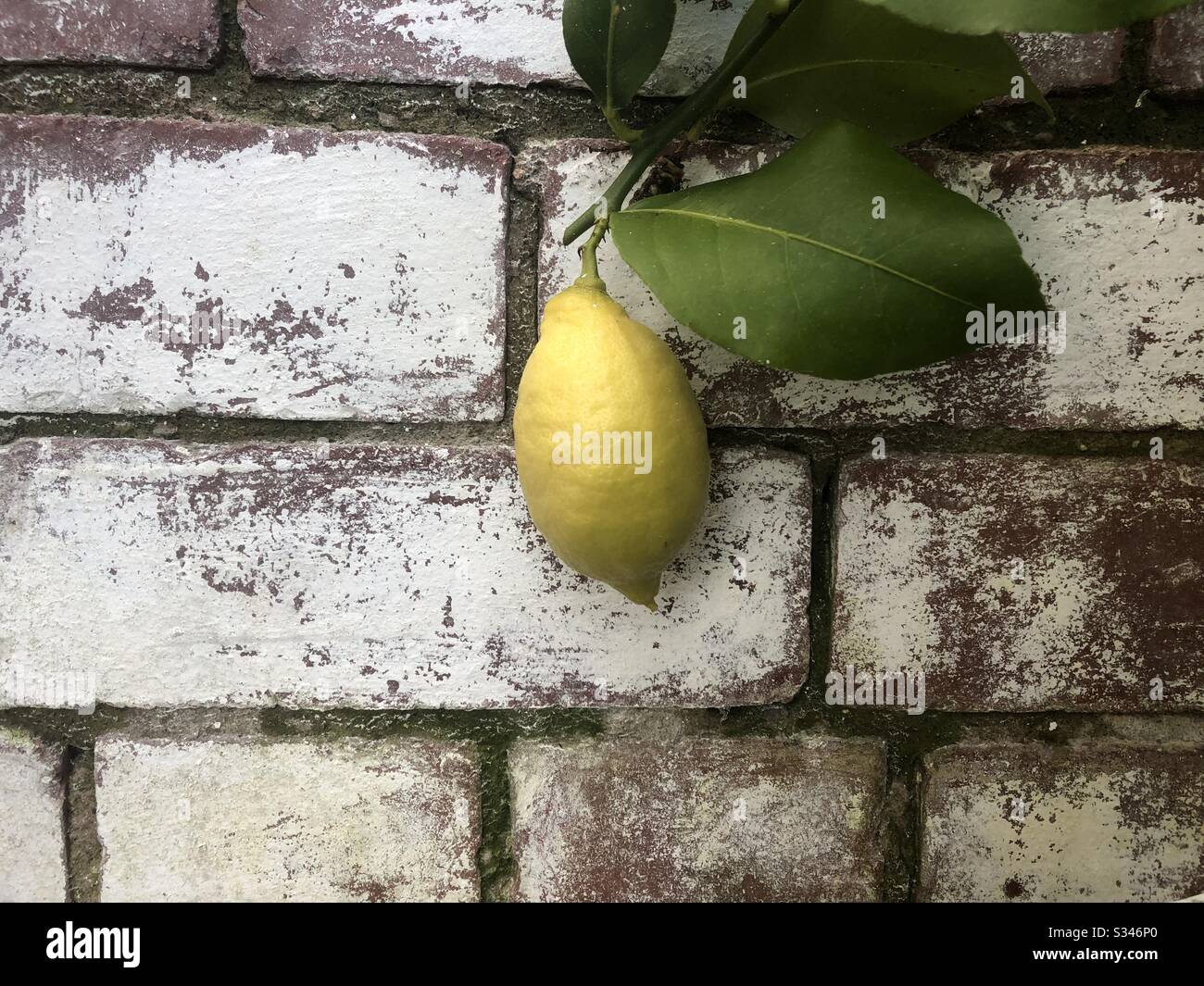Lemon on a wall Stock Photo - Alamy