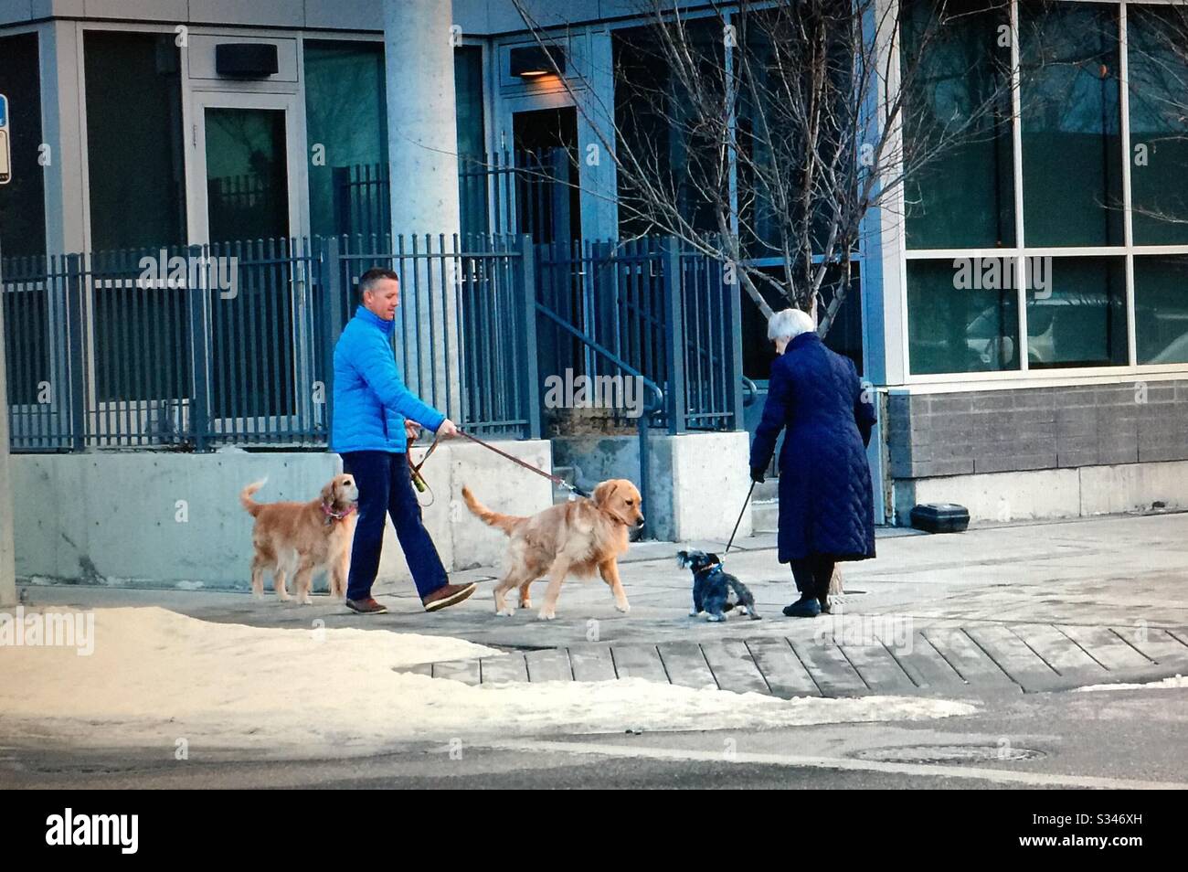 Woman three dogs hi-res stock photography and images - Alamy