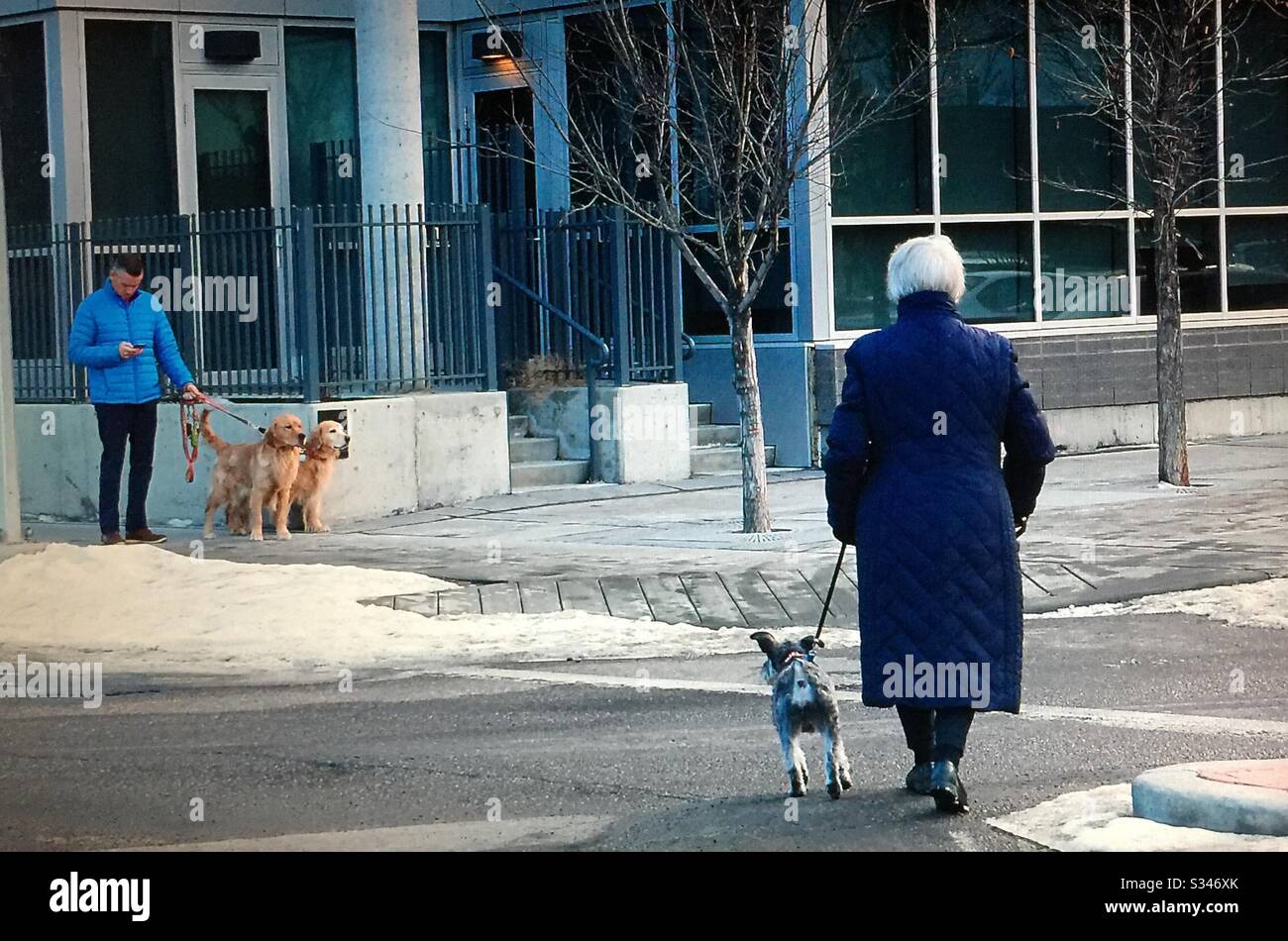 Woman three dogs High Resolution Stock Photography and Images - Alamy