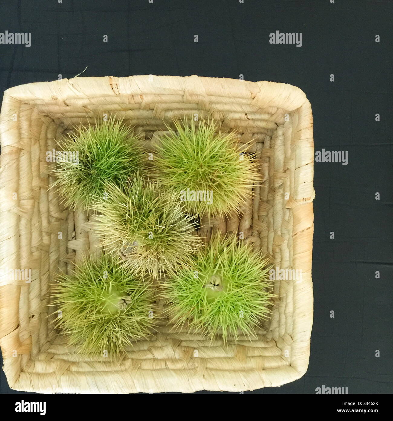 Amazing what you can do with Crazy round spiky needle seeds Stock Photo ...