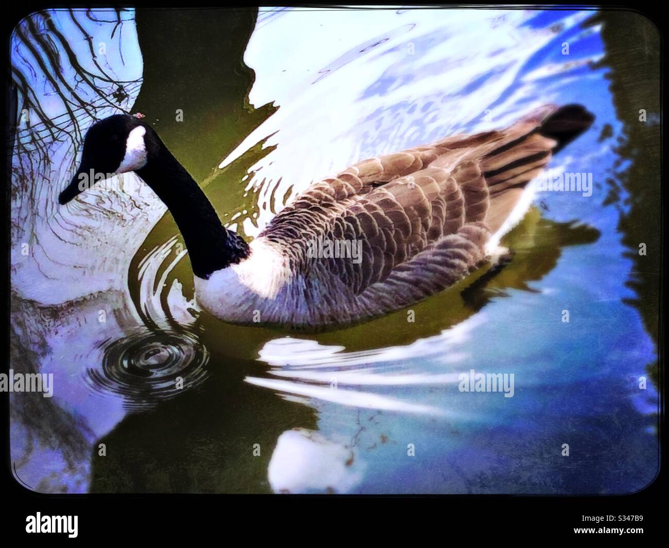 Canadian goose swimming hi-res stock photography and images - Alamy
