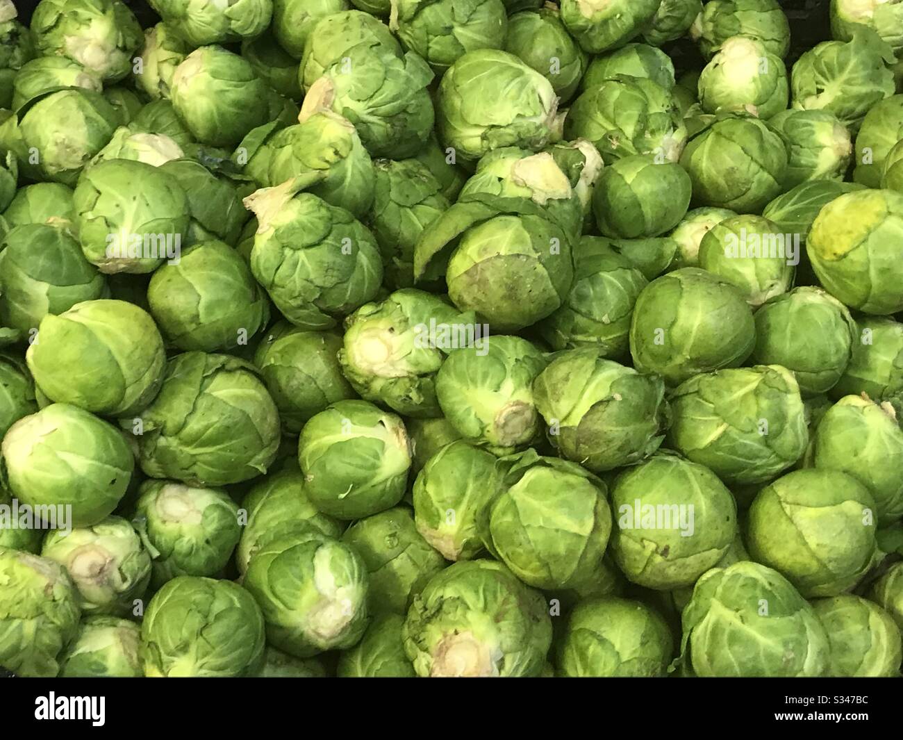 C sprouts hi-res stock photography and images - Alamy