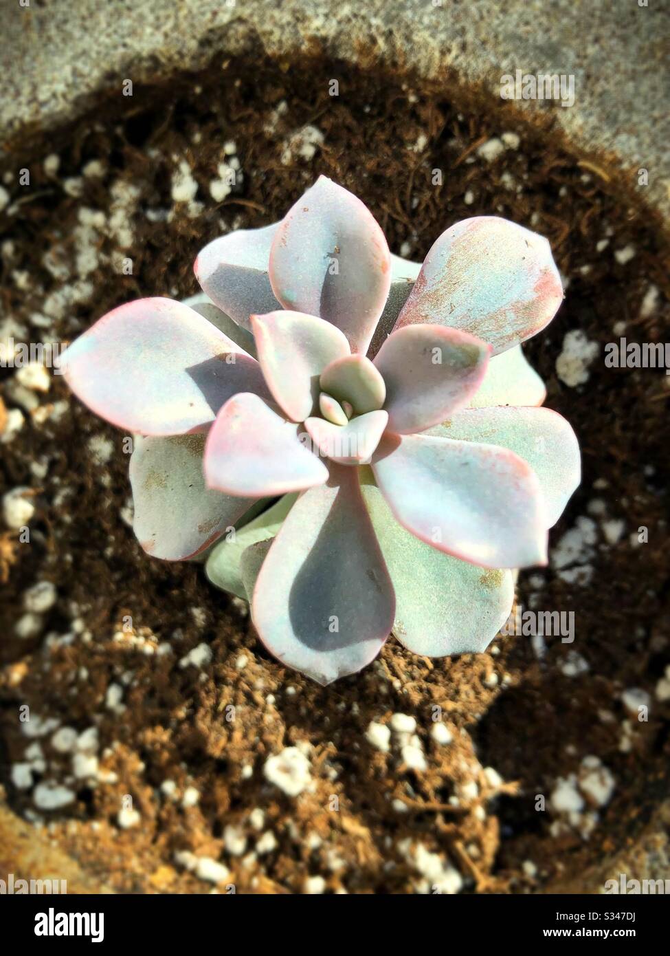 Top down plant hi-res stock photography and images - Alamy