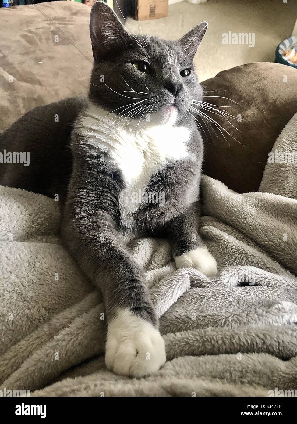 Cats lover hi-res stock photography and images - Alamy