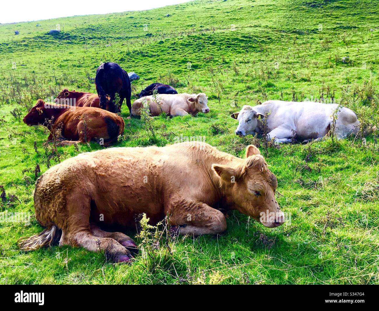 Cows lying down hi-res stock photography and images - Alamy