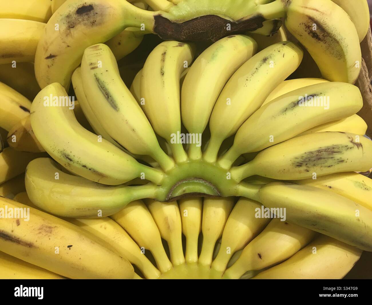 Mini Banana High Resolution Stock Photography and Images - Alamy
