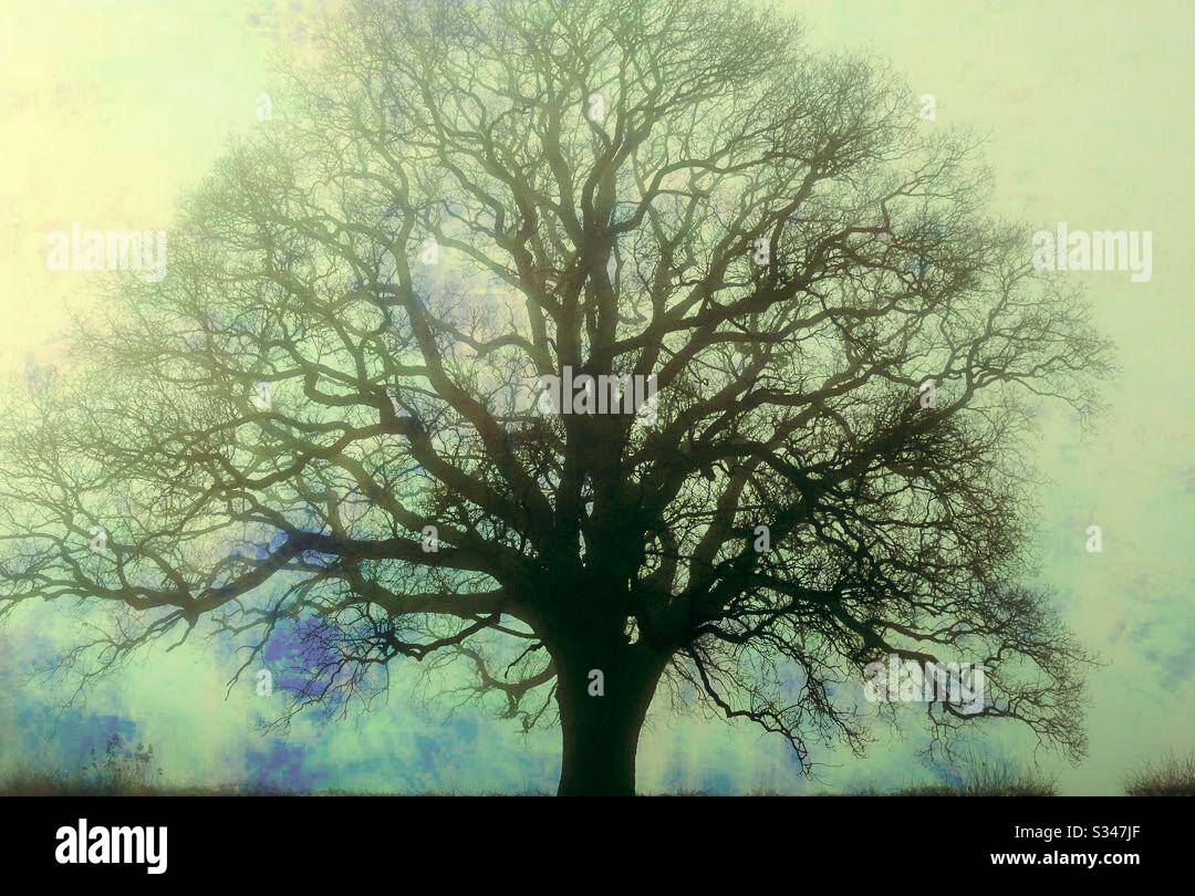Oak tree in mist Stock Photo - Alamy