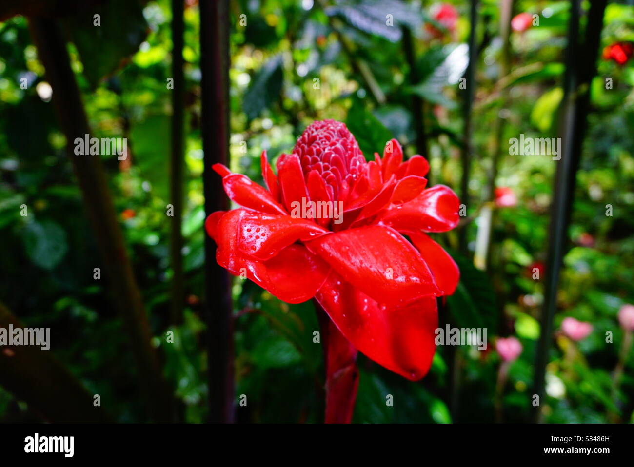 Flower in rainforest Stock Photo - Alamy