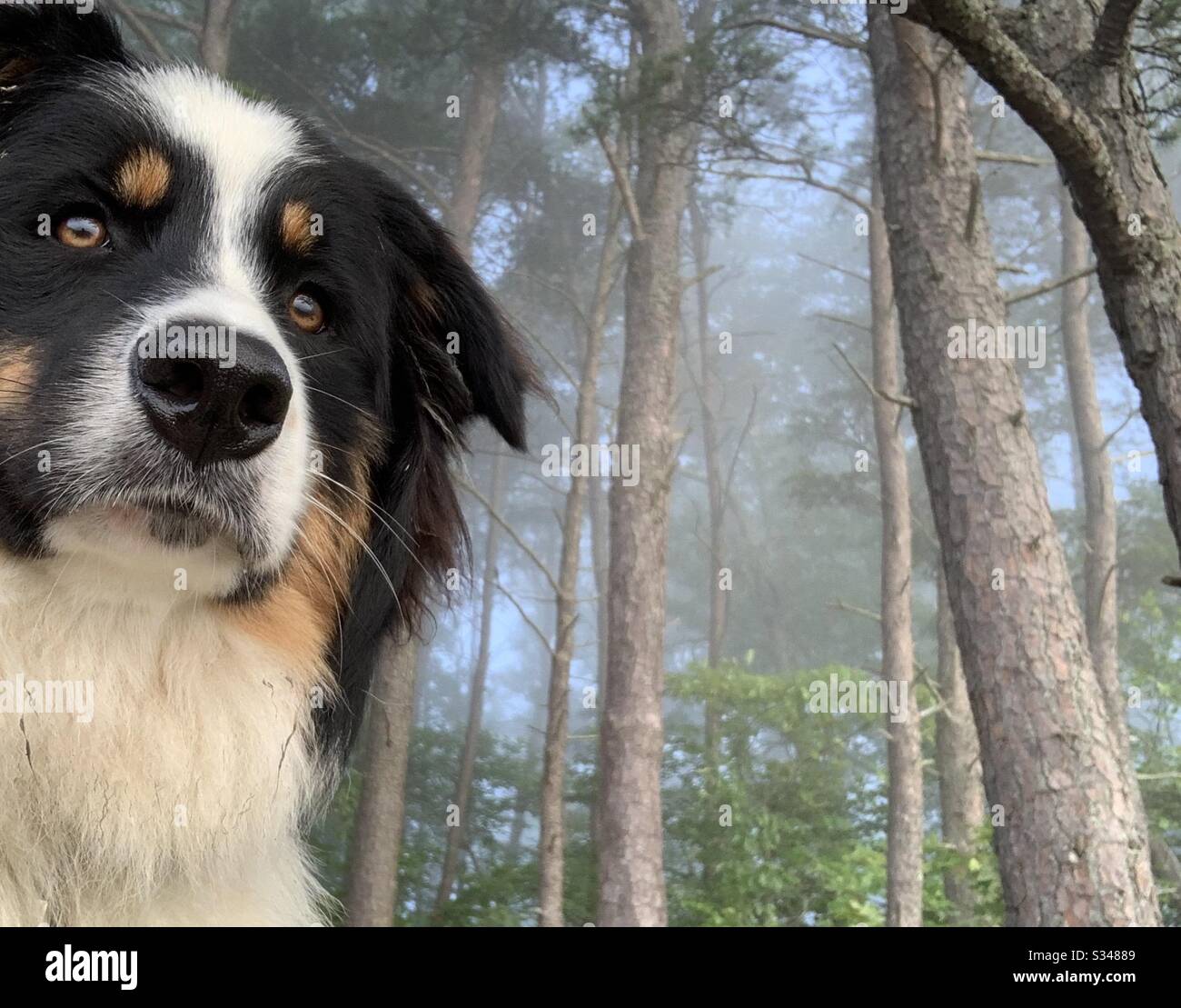 Border collie australian shepherd hi-res stock photography and images ...