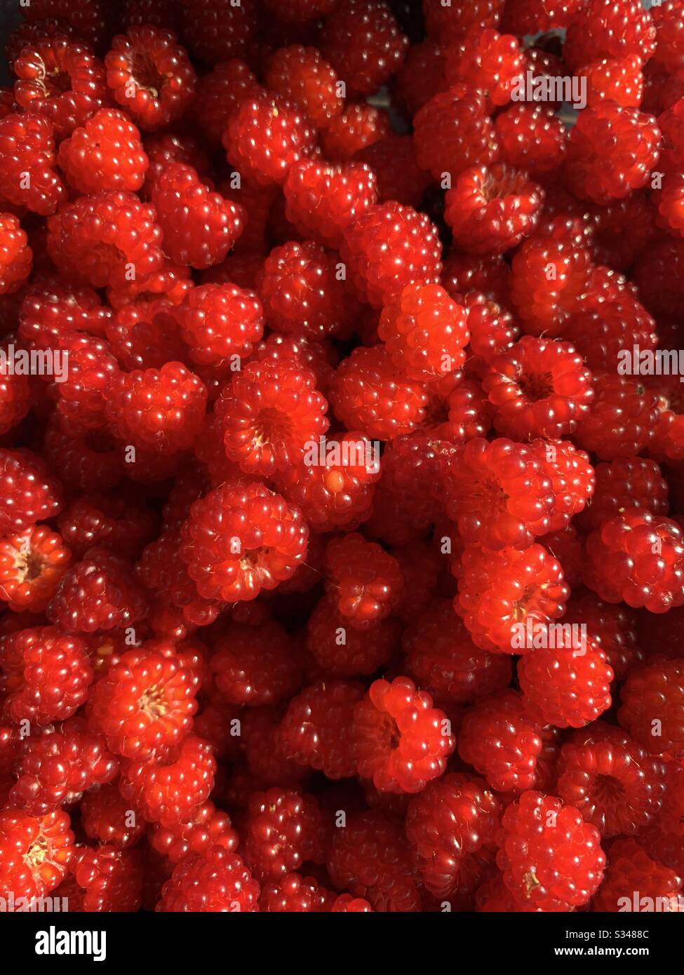 Wine Berries High Resolution Stock Photography and Images - Alamy