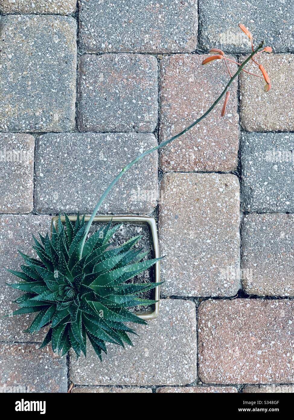 Plant stones hi-res stock photography and images - Alamy