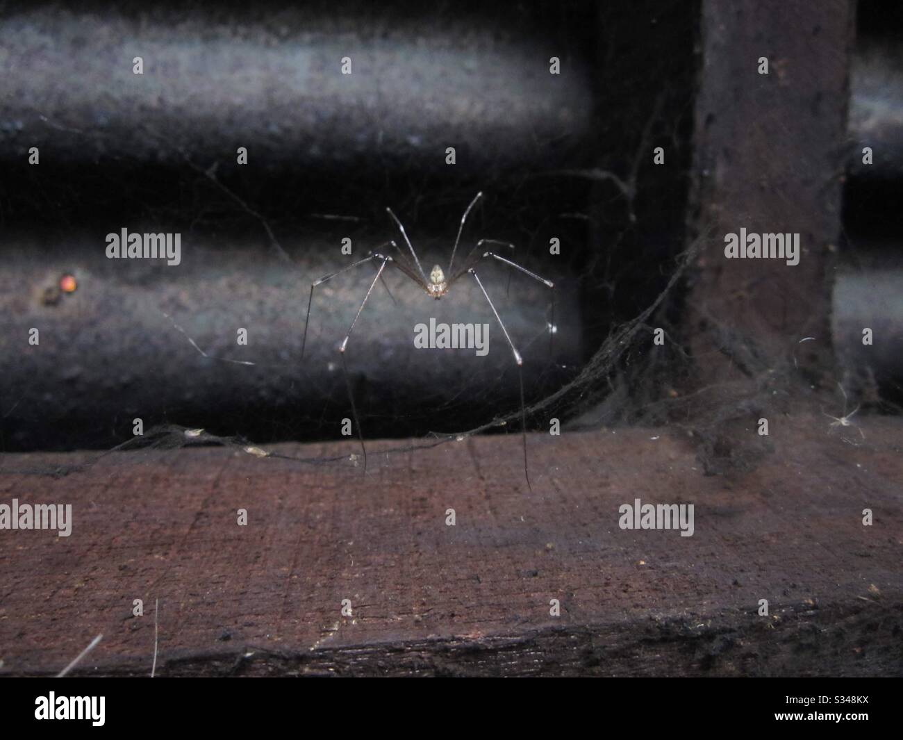 Dust spider hi-res stock photography and images - Alamy