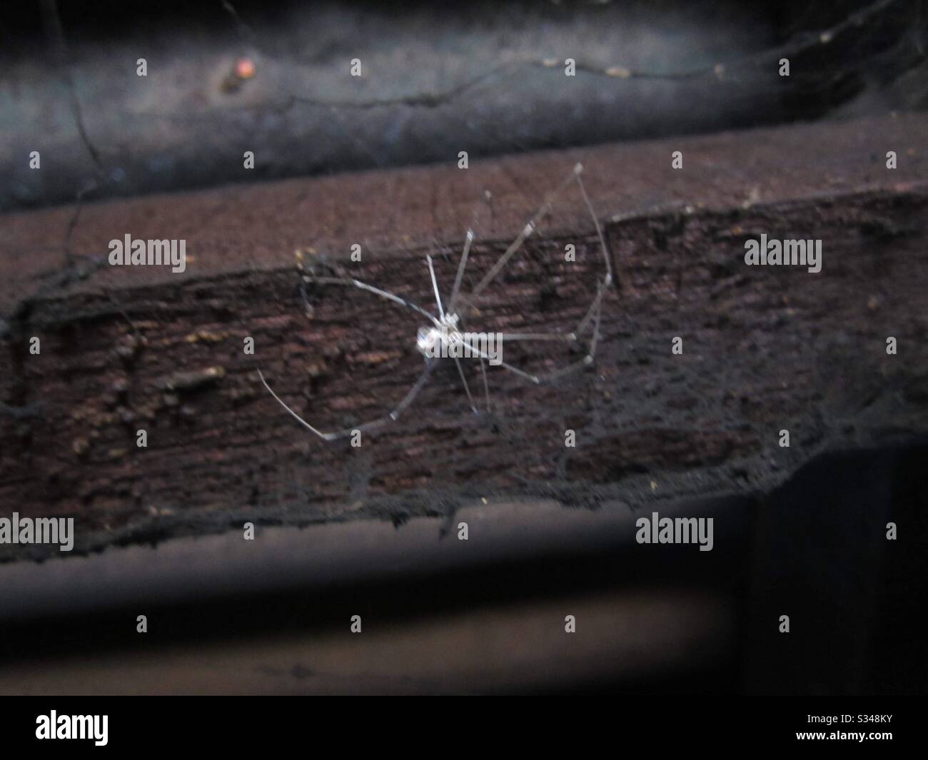 Dust spider hi-res stock photography and images - Alamy