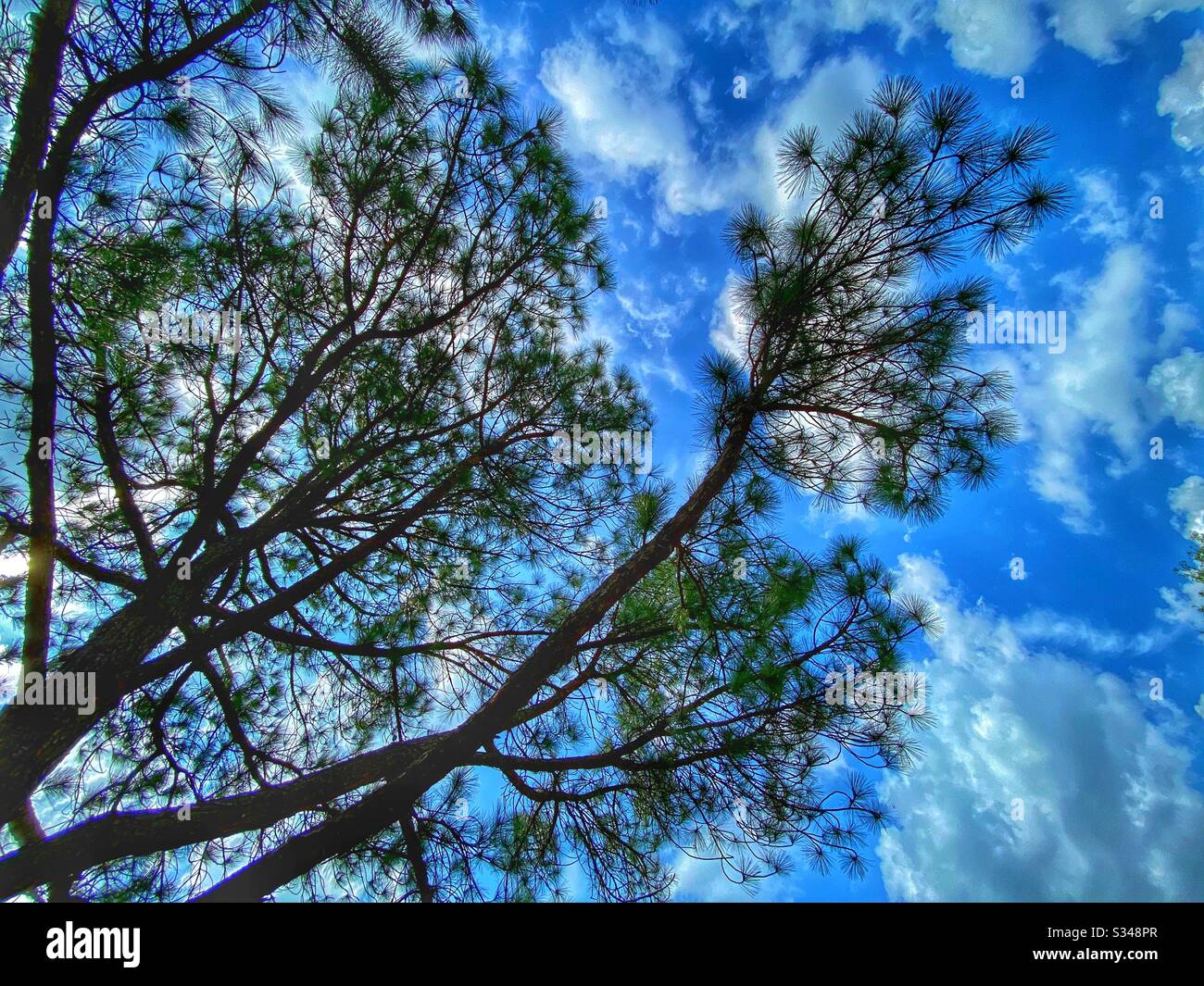 Giant pine tree hi-res stock photography and images - Alamy
