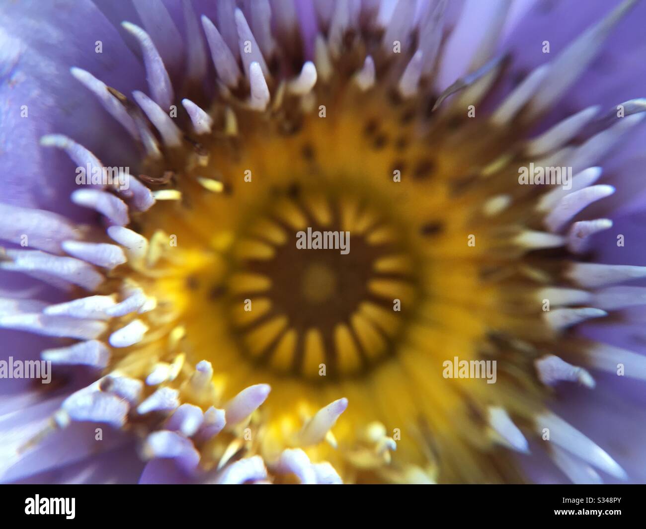 The close-up mode inside flower Stock Photo - Alamy