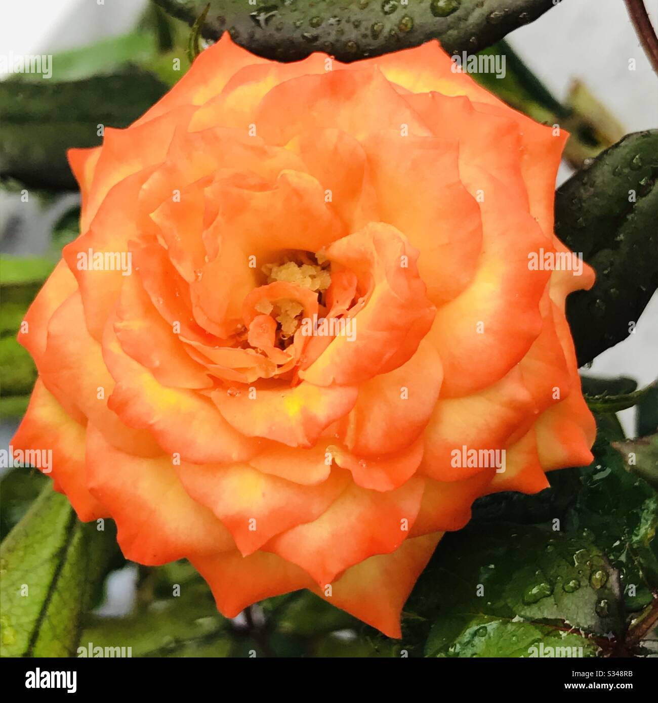 Budding rose hi-res stock photography and images - Alamy