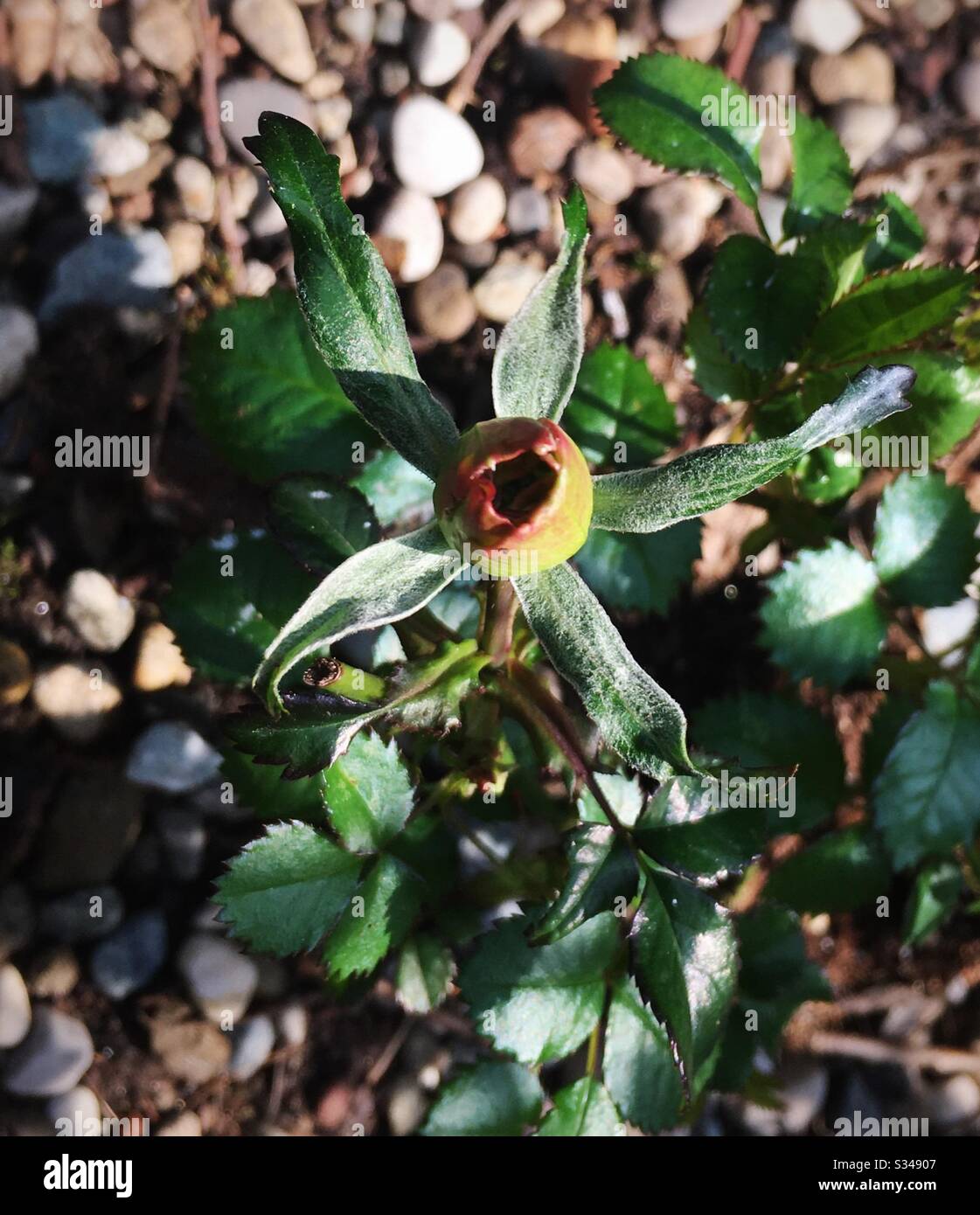 Spring voice hi-res stock photography and images - Alamy