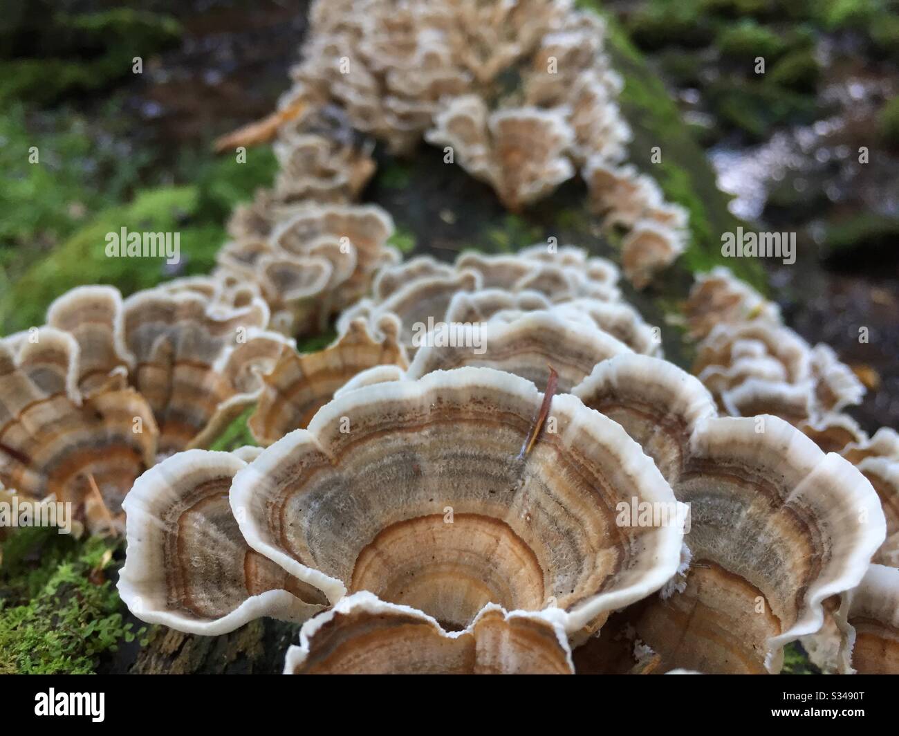 Tails Plants High Resolution Stock Photography and Images - Alamy