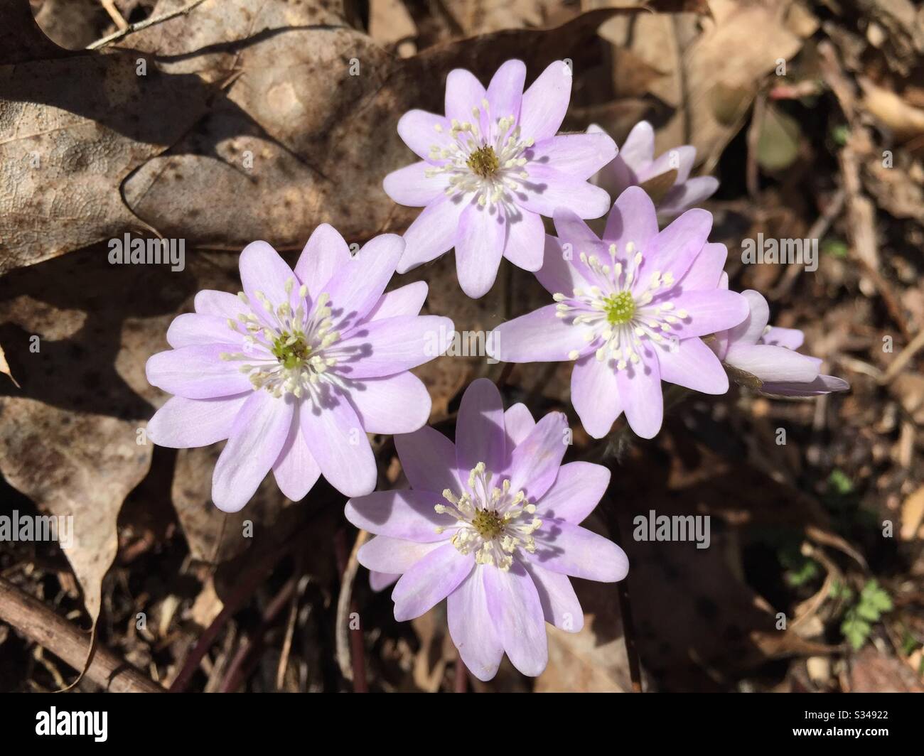 Hepaticas hi-res stock photography and images - Alamy