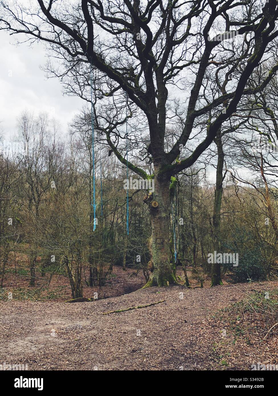 View Of Tree With Multiple Blue Rope Swings Hanging Off Branches Stock