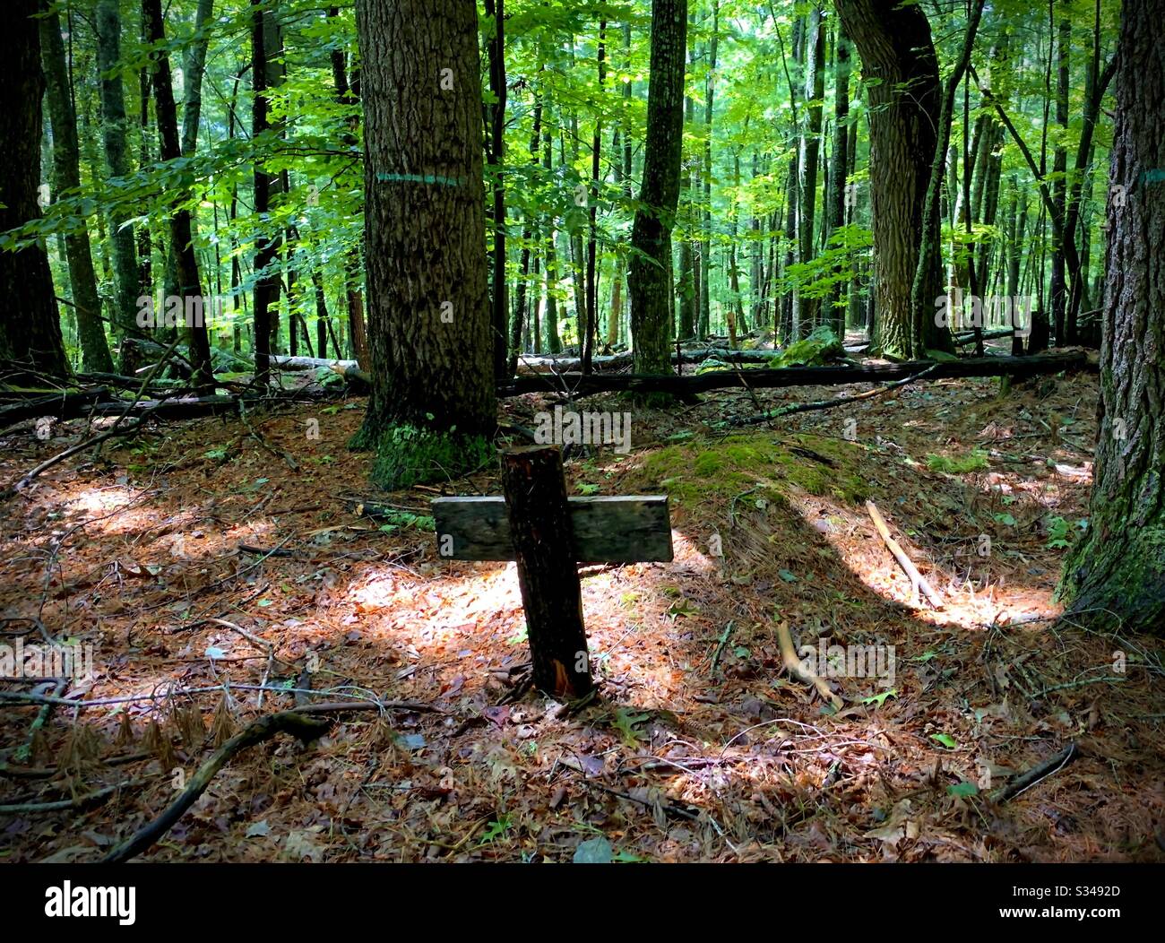 Forest Burial High Resolution Stock Photography and Images - Alamy