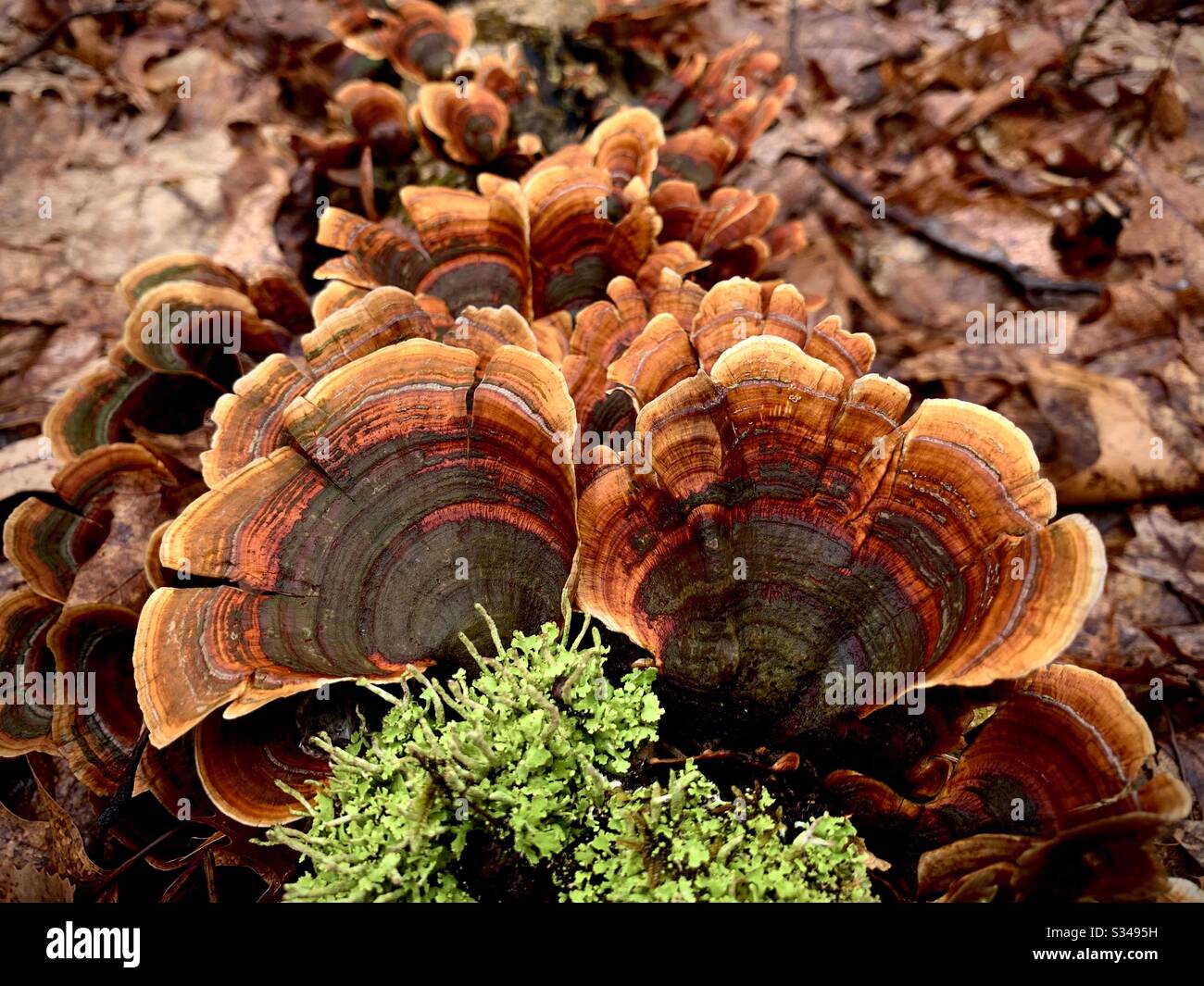 False turkey tail fungi hi-res stock photography and images - Alamy