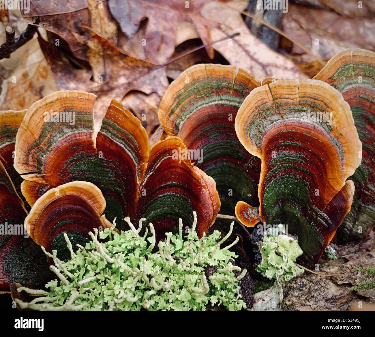 Turkey tail mushroom hi-res stock photography and images - Alamy