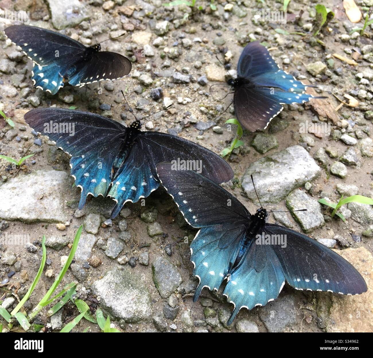 Blue butterfly butterflies hi-res stock photography and images - Alamy