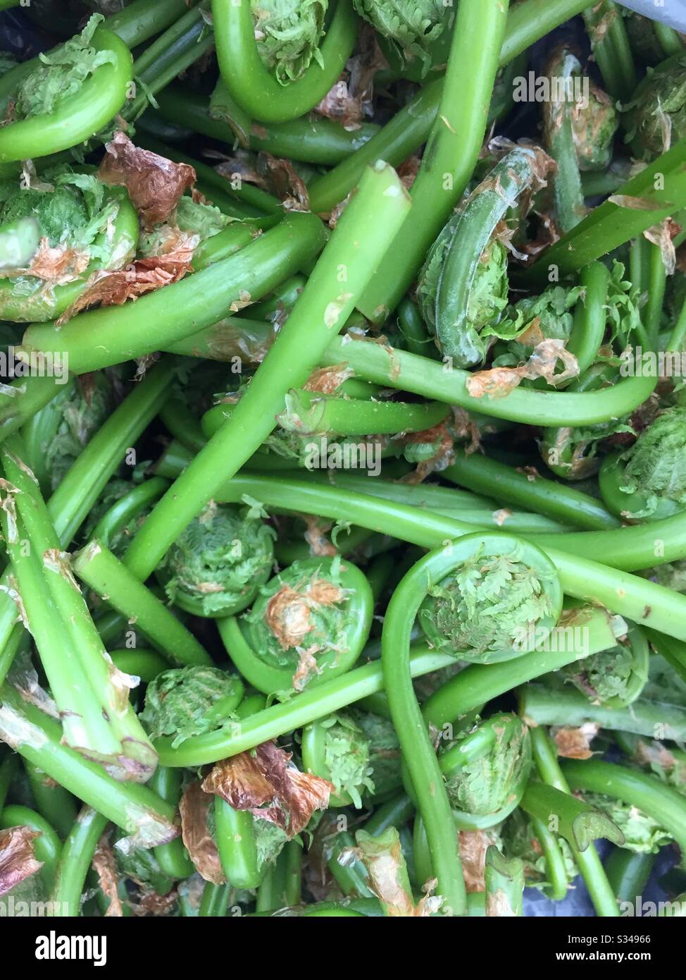 Fiddle head ferns hi-res stock photography and images - Alamy