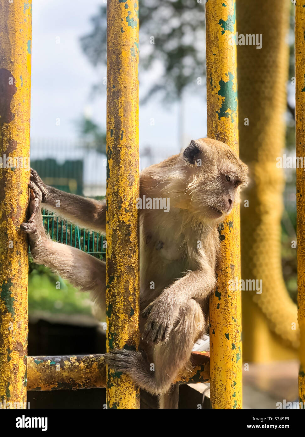 Monkey on pole hi-res stock photography and images - Alamy