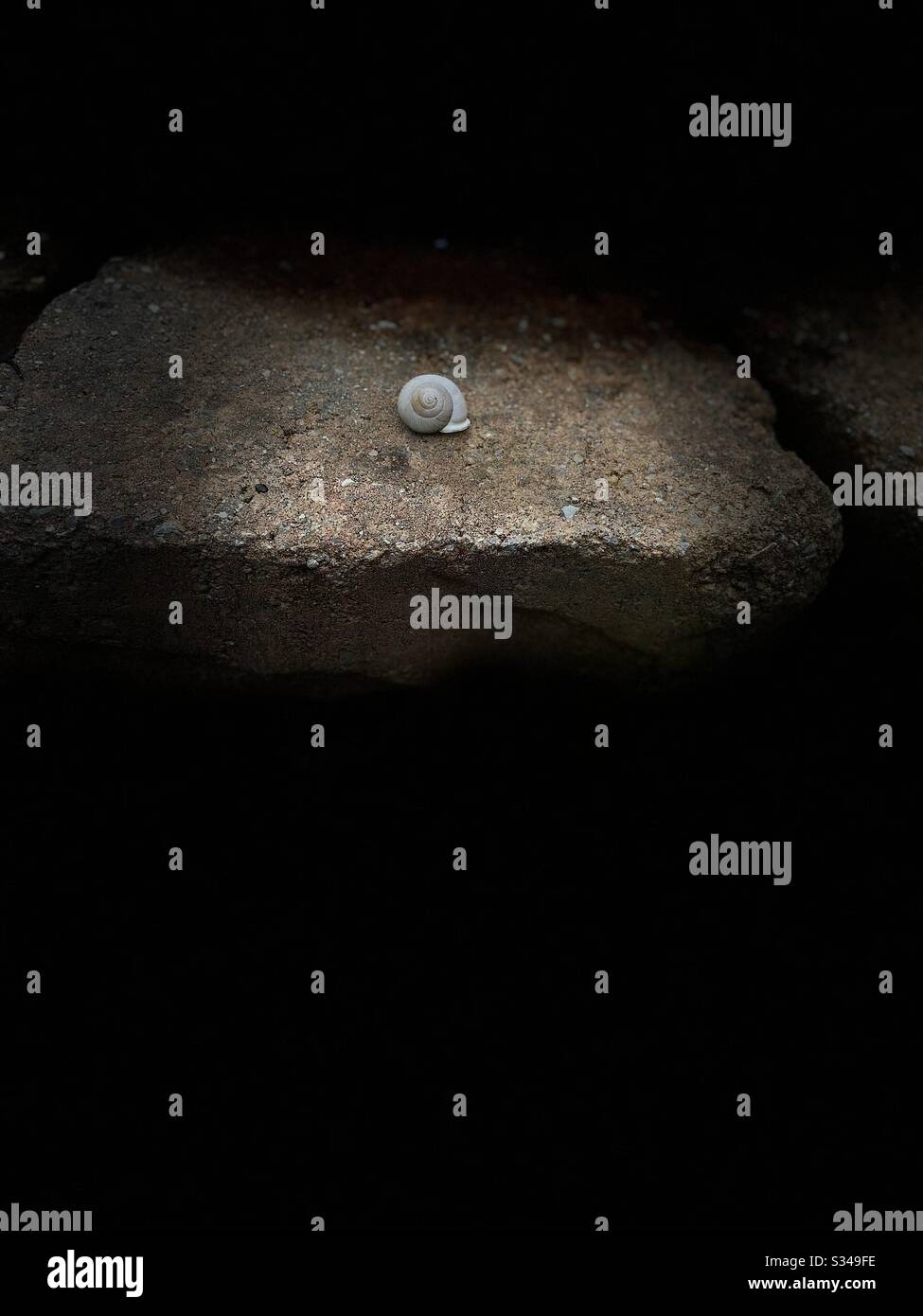 Cute shell hi-res stock photography and images - Alamy