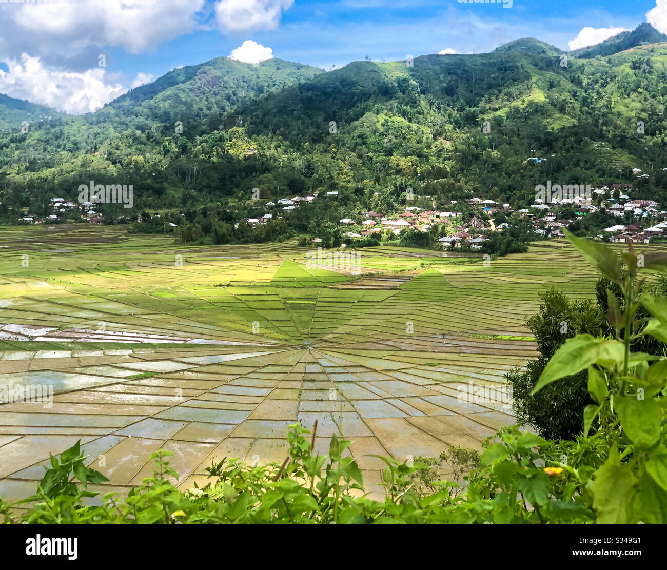 Indonesia flores island rice field hi-res stock photography and images ...