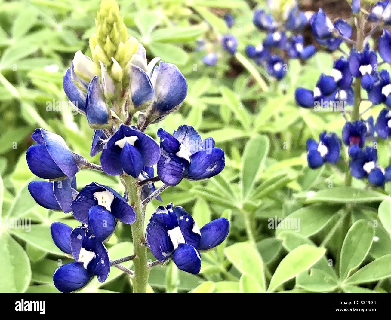 Bluebonnets up close hi-res stock photography and images - Alamy