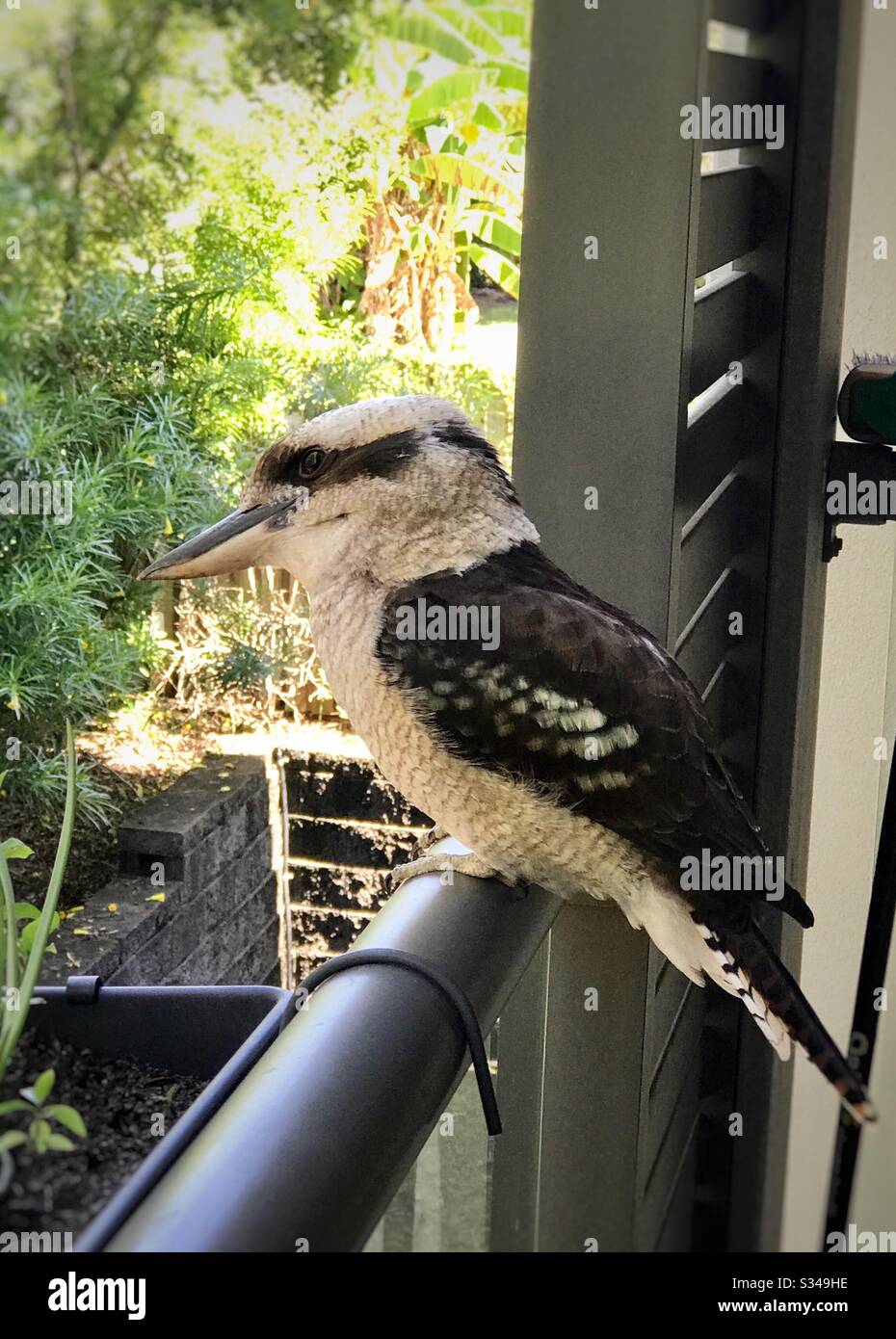 Kookaburra flying hi-res stock photography and images - Alamy