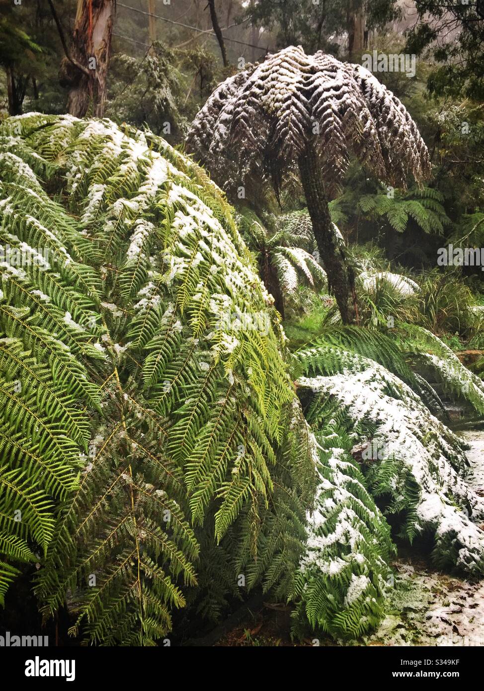 Rough Tree Ferns under an unseasonal spring snowfall, Leura Cascades ...