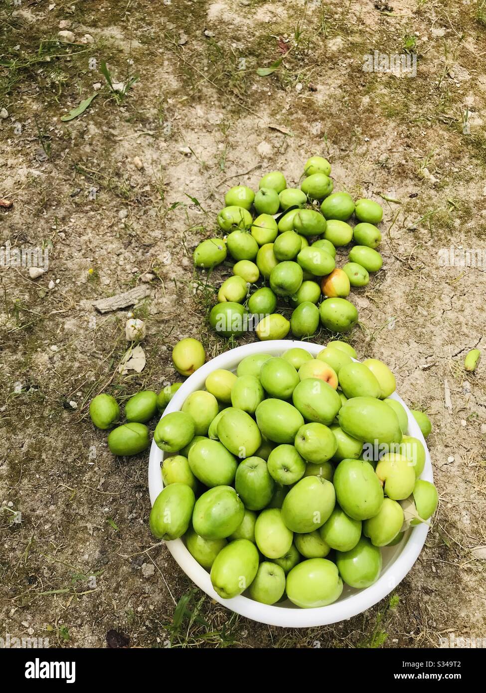 Spiny shrubs hi-res stock photography and images - Alamy