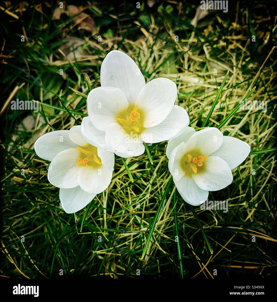 Blooming crocus in spring Stock Photo - Alamy