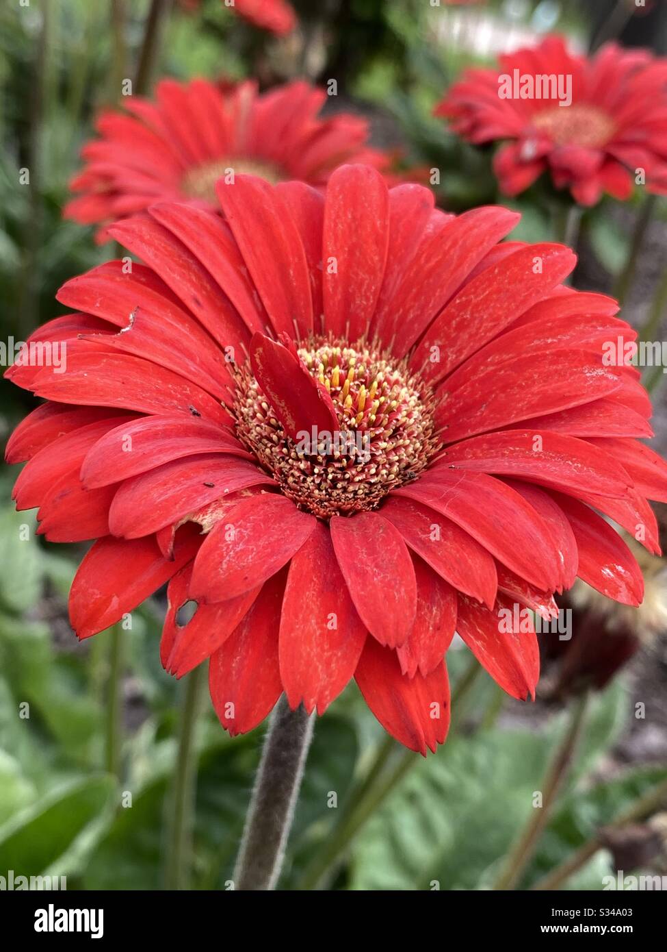 Daisy center hi-res stock photography and images - Alamy