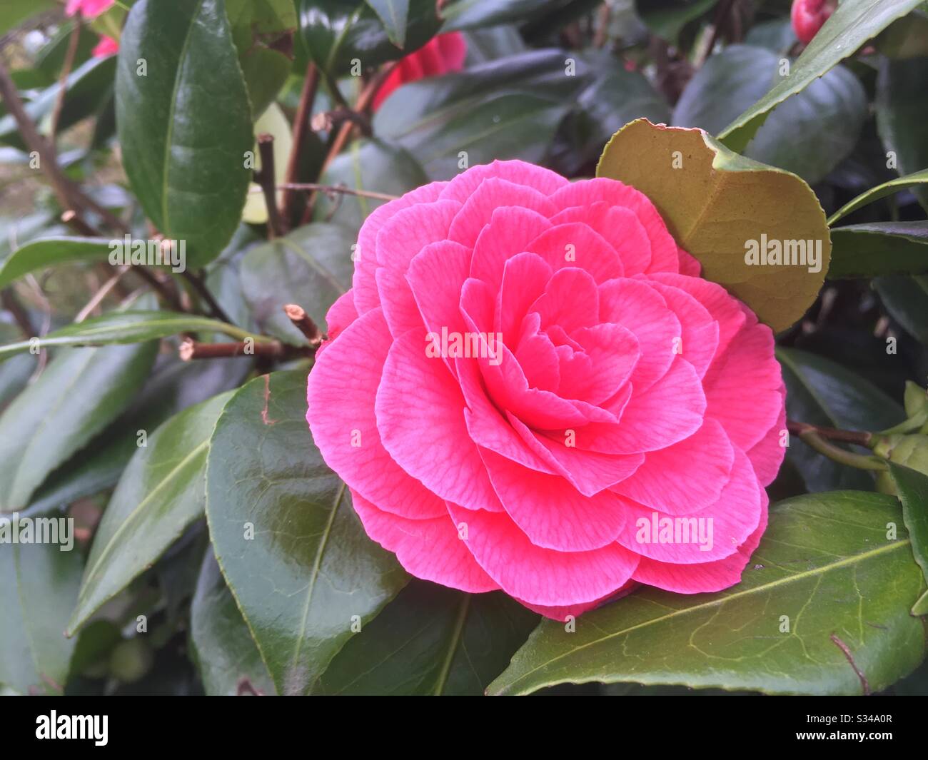 Pink camellia flower on a shrub in springtime, in England, UK Stock ...