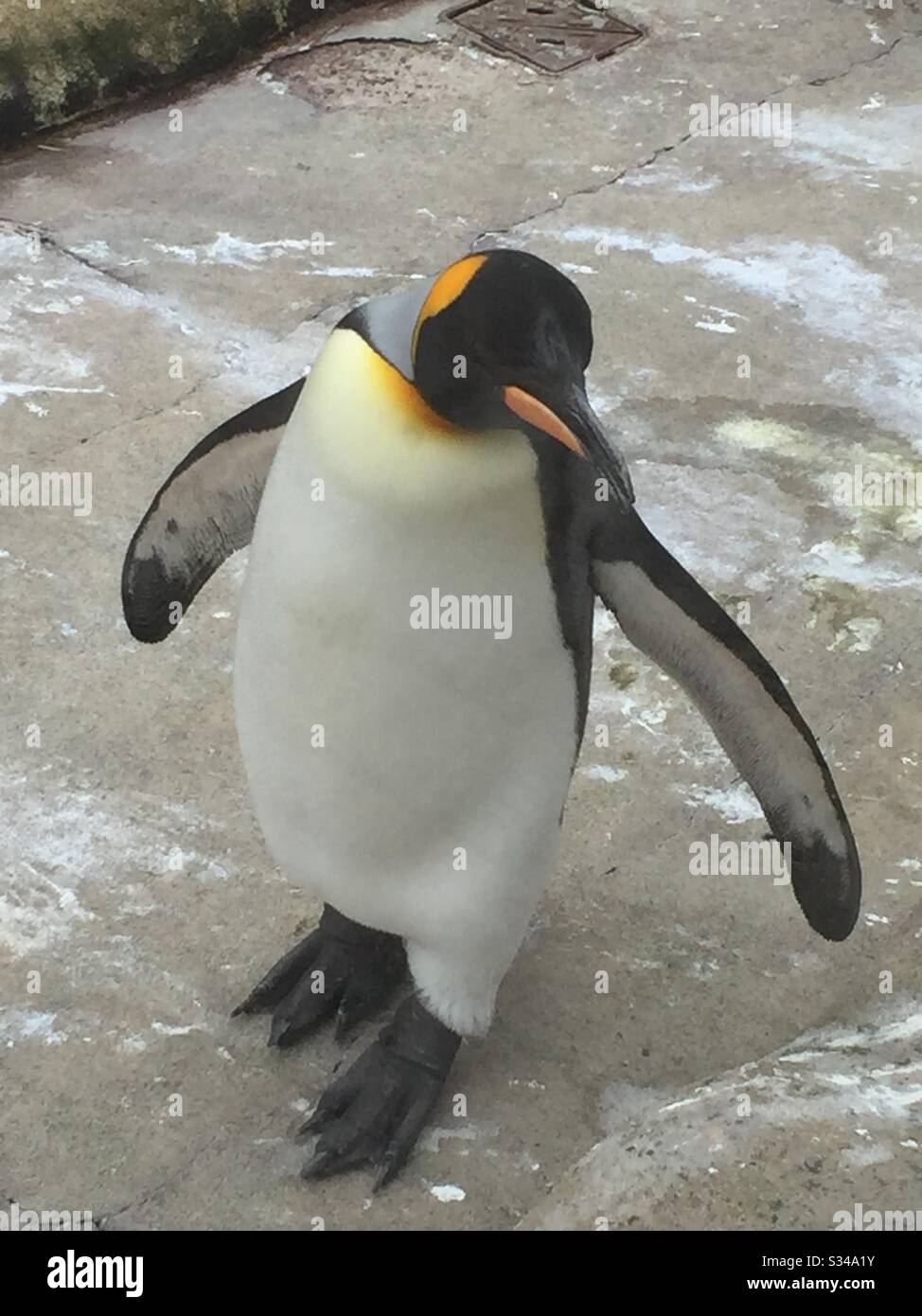 Penguin wings hi-res stock photography and images - Alamy