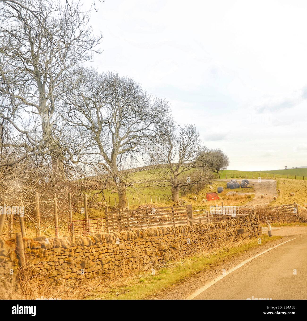 Roadside tree hi-res stock photography and images - Alamy