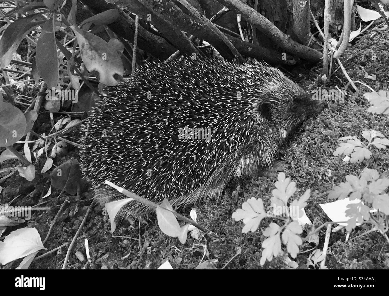 Hedgehog in garden Stock Photo - Alamy
